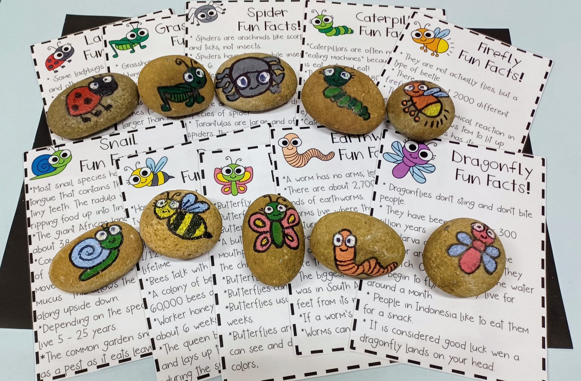 Insects Themed Fun Facts - NBpreKactivities